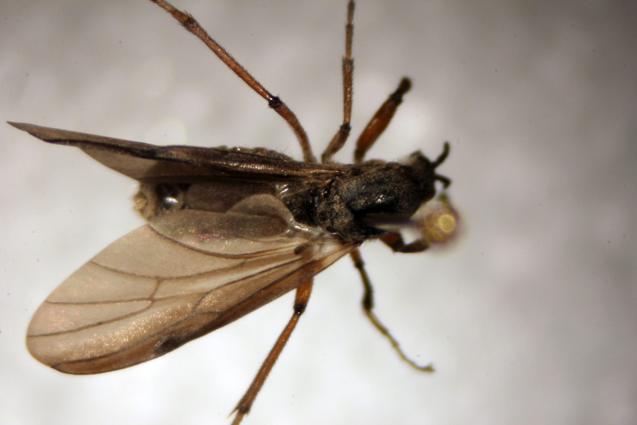 Diptera – Nematocera – UNBC BIOL 322, Entomology
