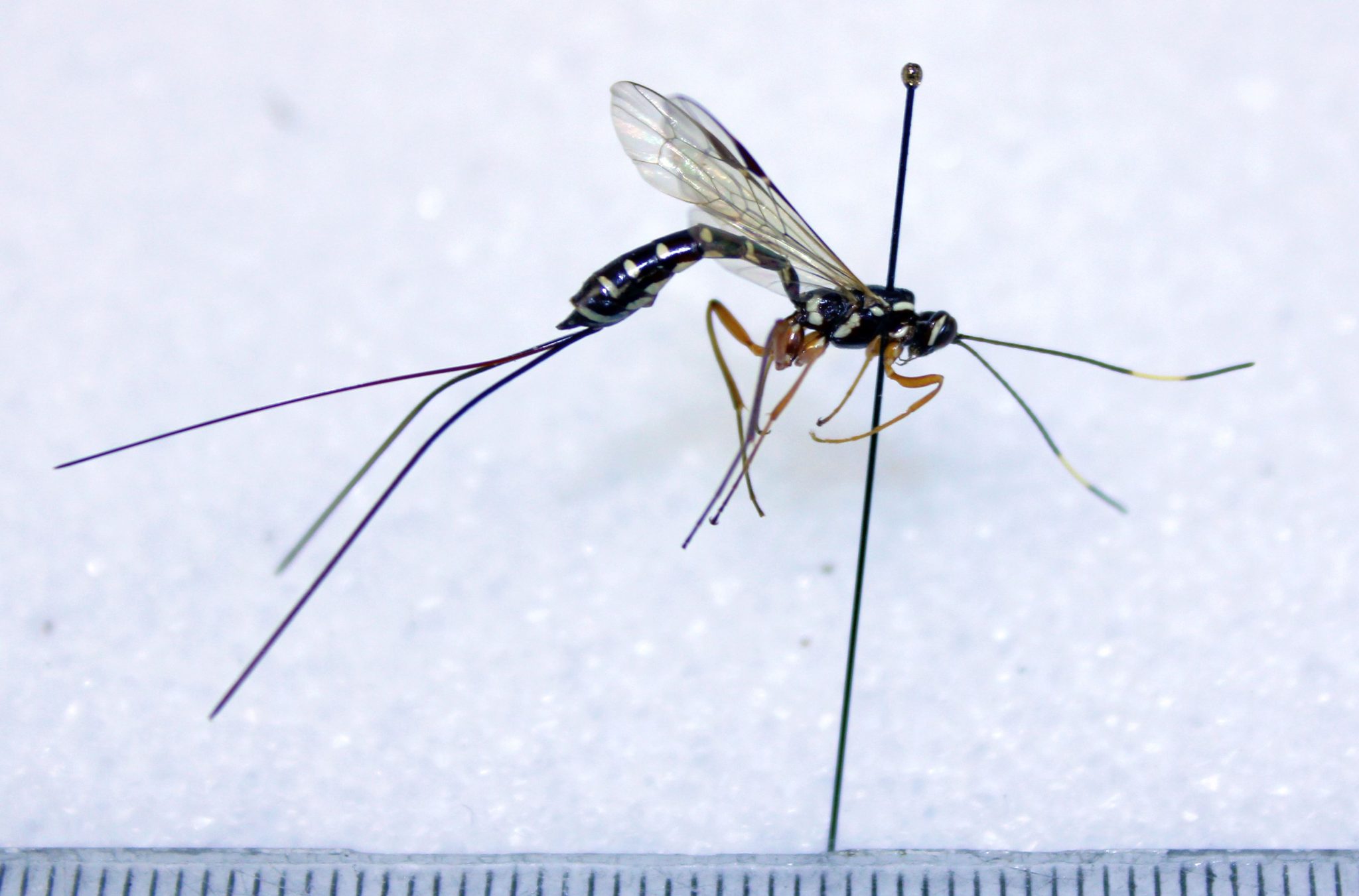 Apocrita I – UNBC BIOL 322, Entomology