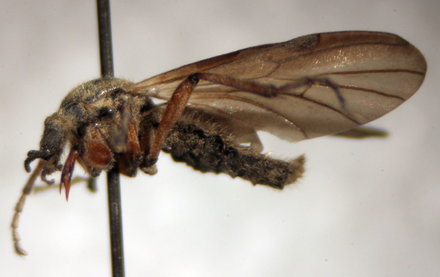 Diptera – Nematocera – UNBC BIOL 322, Entomology