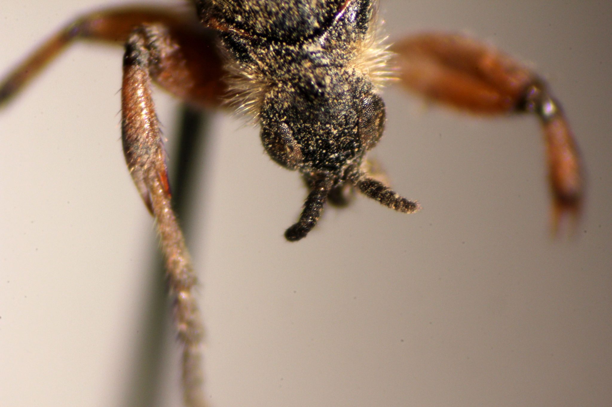 Diptera – Nematocera – UNBC BIOL 322, Entomology