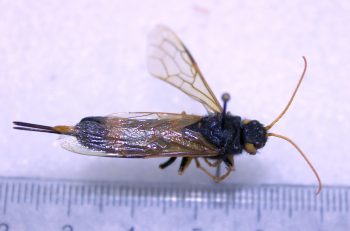 Symphyta – UNBC BIOL 322, Entomology