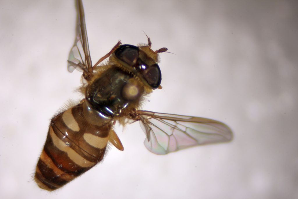 Diptera – Brachycera – UNBC BIOL 322, Entomology