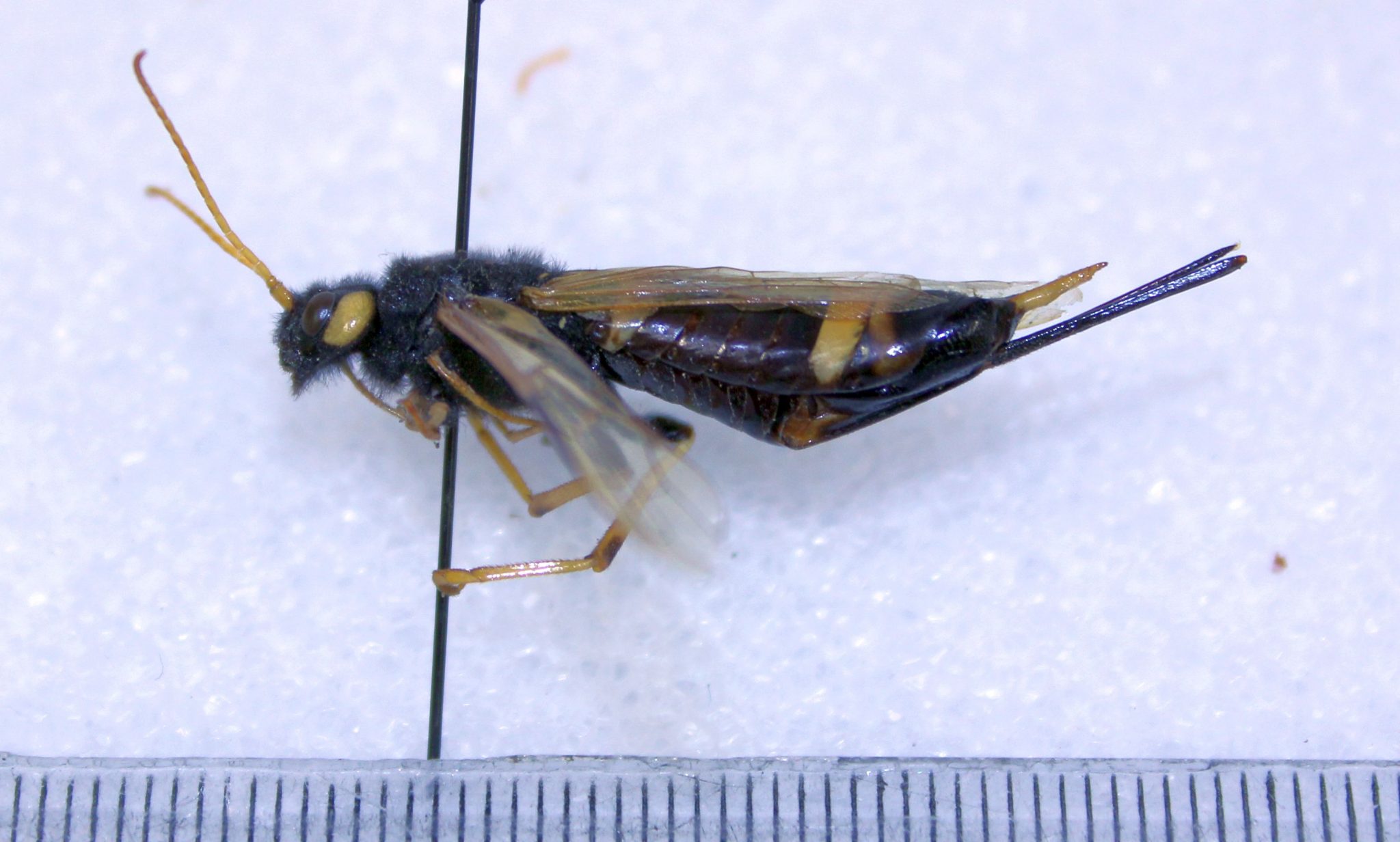 Symphyta – UNBC BIOL 322, Entomology