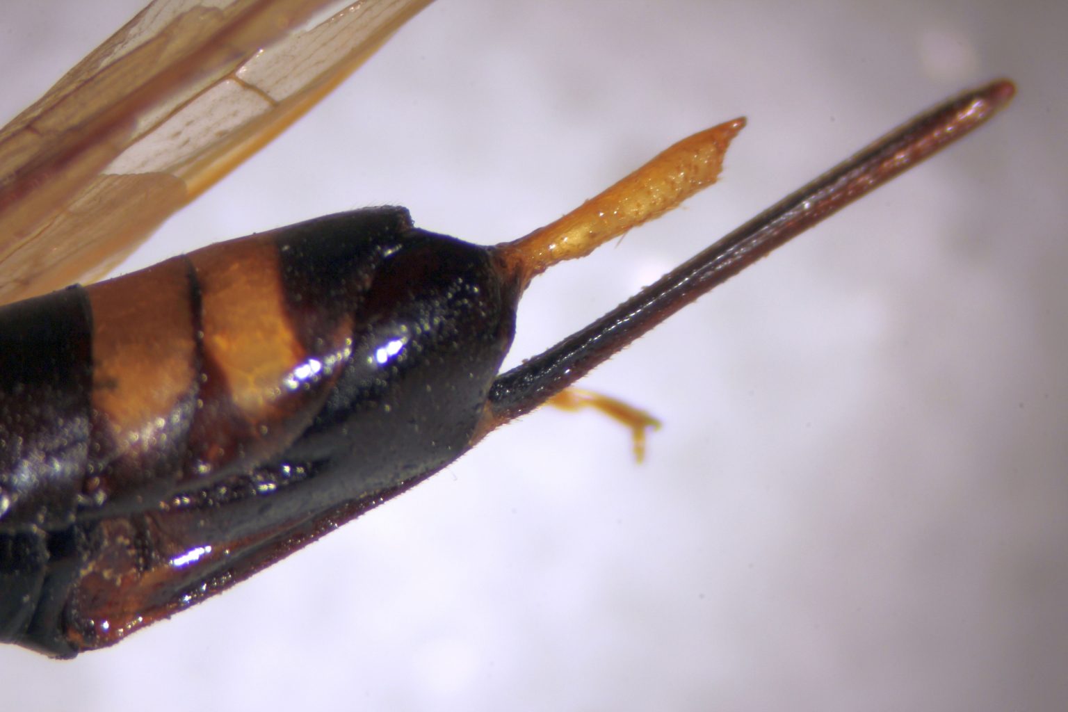 Symphyta – UNBC BIOL 322, Entomology