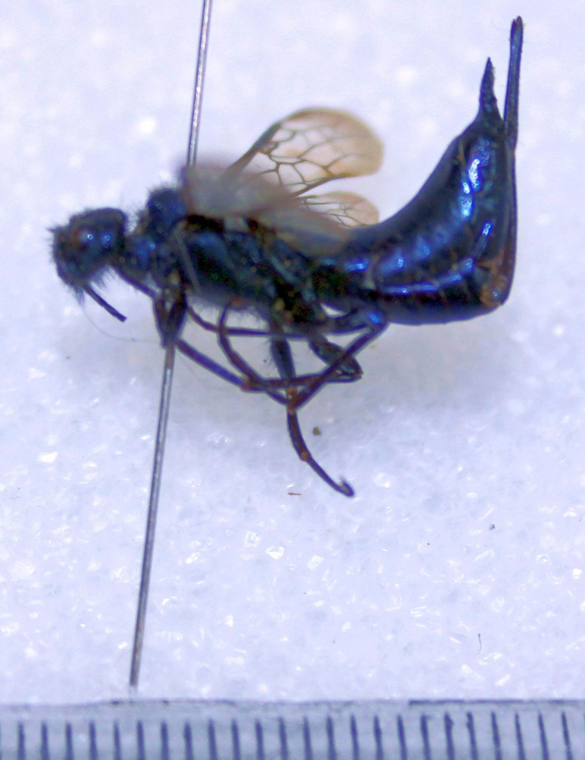 Symphyta – UNBC BIOL 322, Entomology