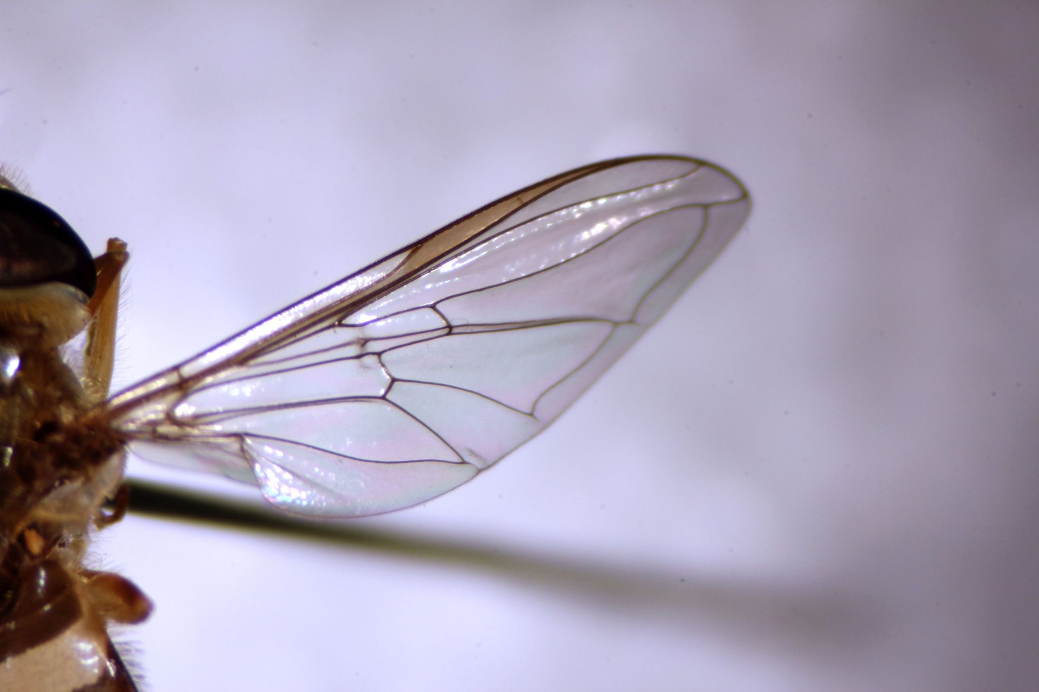 Diptera – Brachycera – UNBC BIOL 322, Entomology