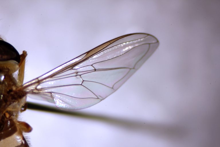 Diptera – Brachycera – UNBC BIOL 322, Entomology