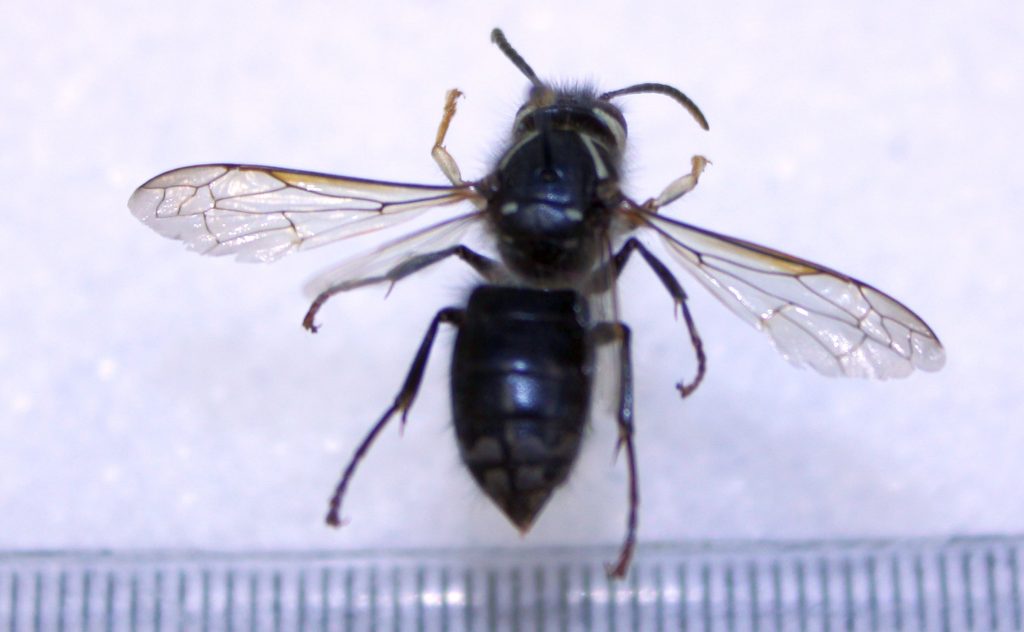 Apocrita II – UNBC BIOL 322, Entomology