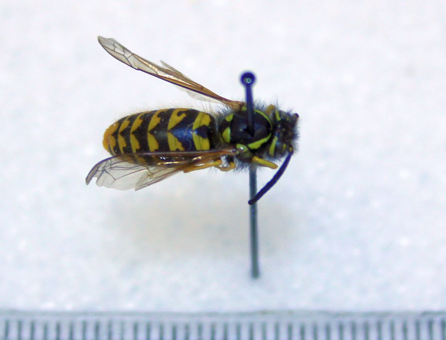 Apocrita II – UNBC BIOL 322, Entomology