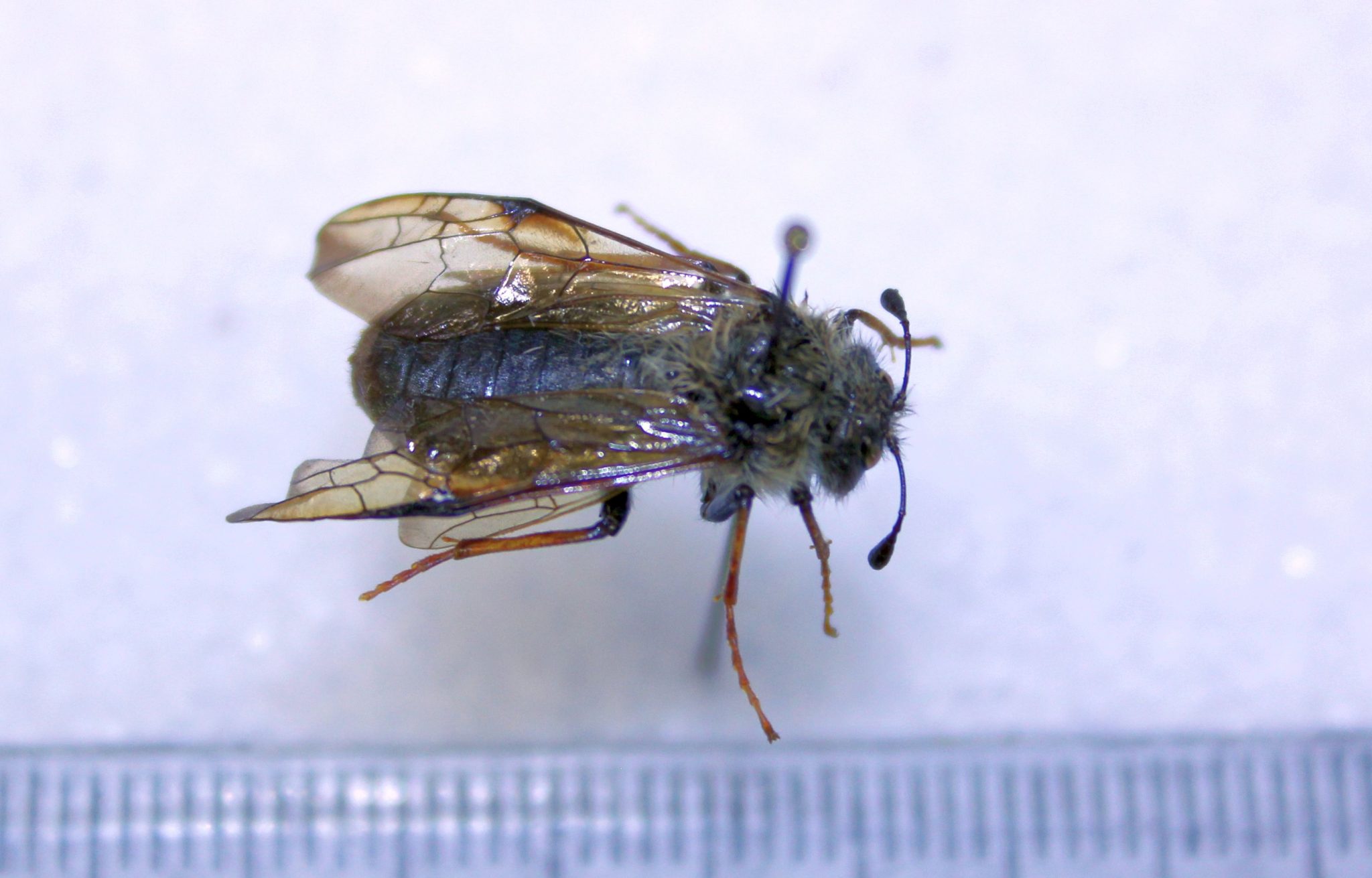 Symphyta – UNBC BIOL 322, Entomology