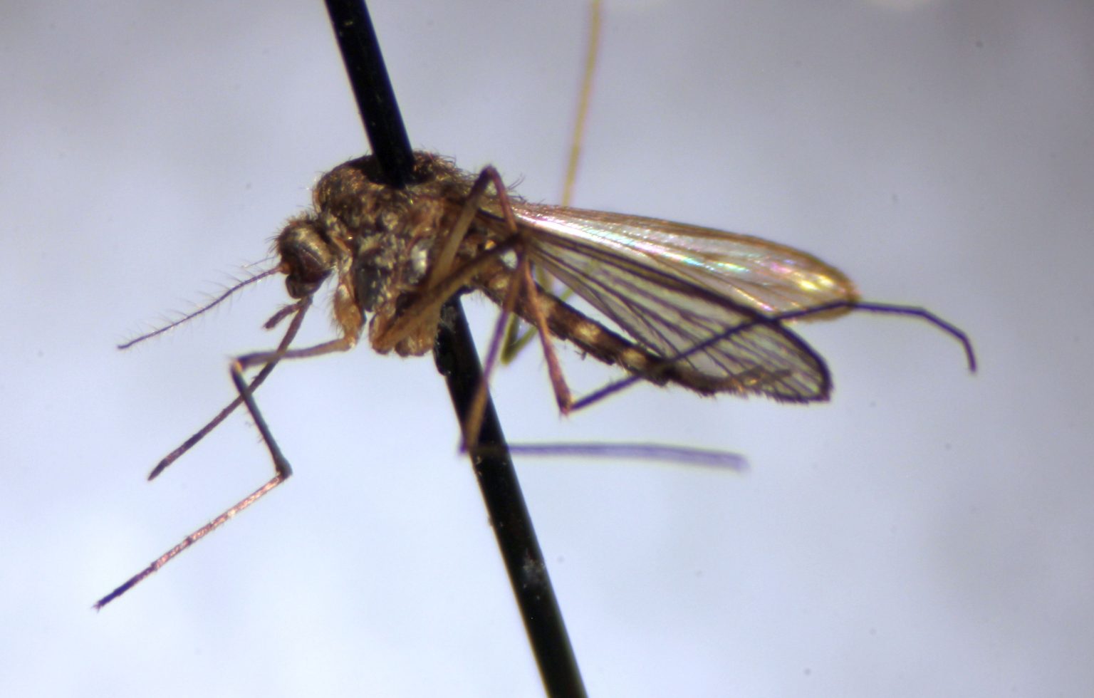 Diptera – Nematocera – UNBC BIOL 322, Entomology