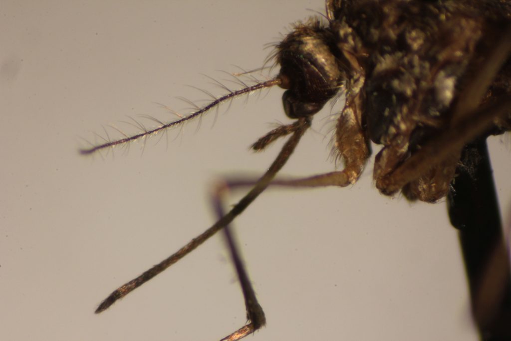 Diptera – Introduction – UNBC BIOL 322, Entomology