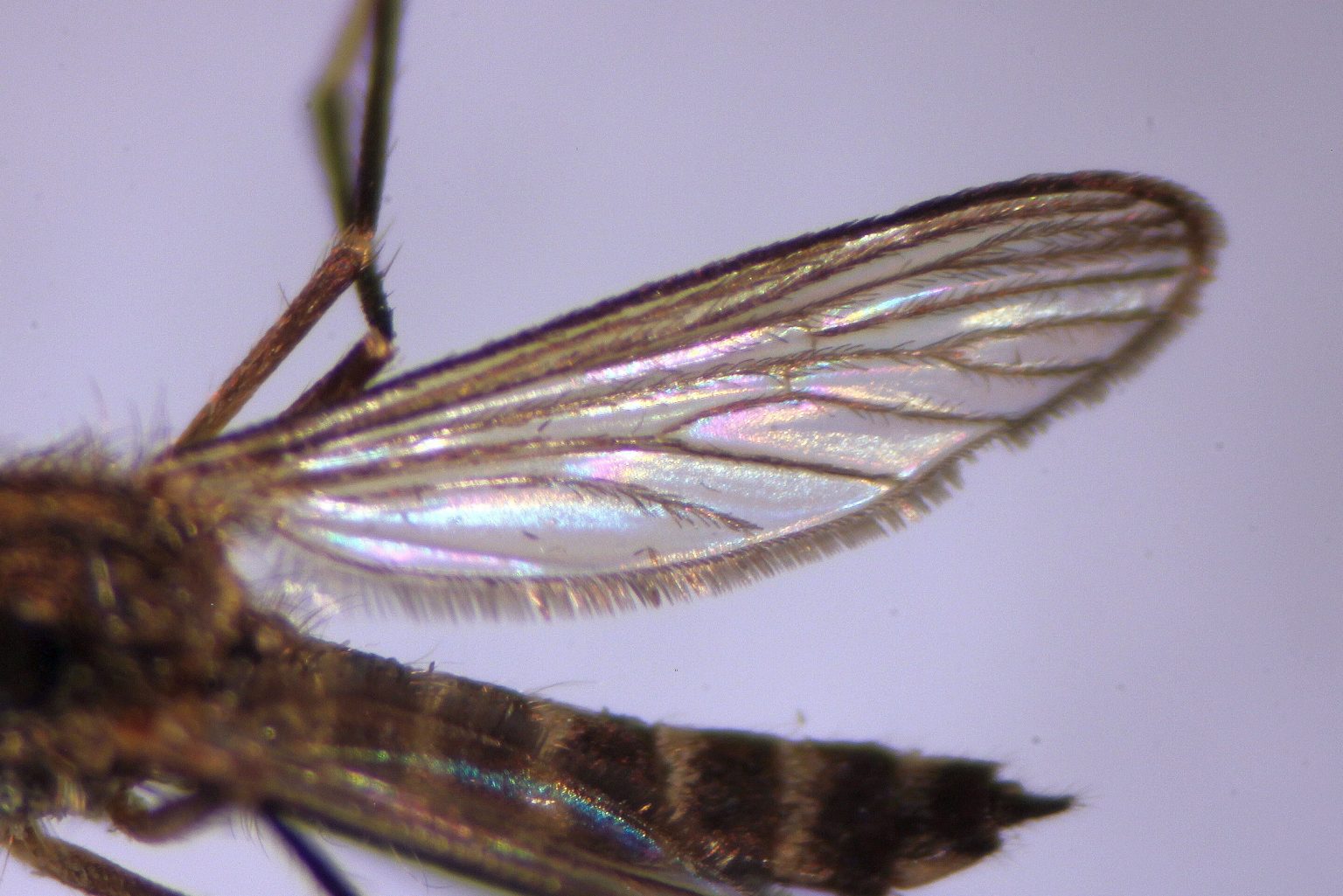 Diptera – Nematocera – UNBC BIOL 322, Entomology