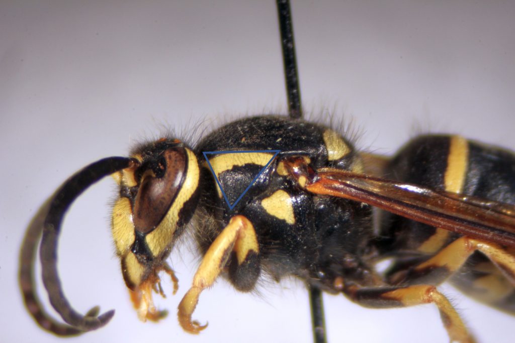 Some Key Characteristics – UNBC BIOL 322, Entomology