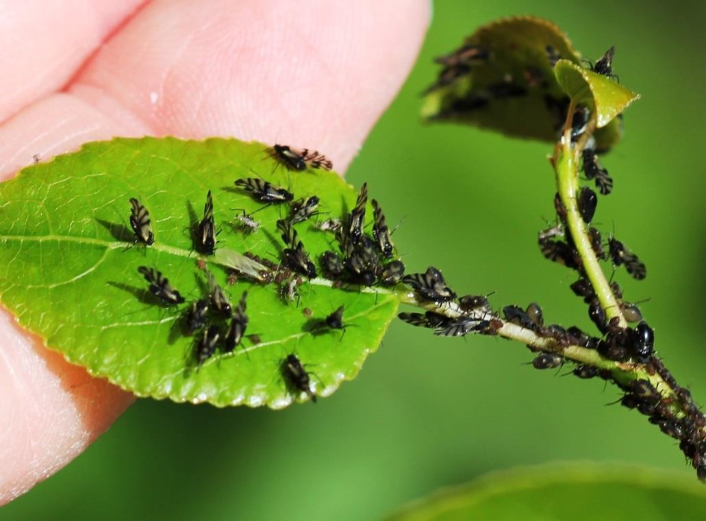 Introduction to Entomology – FSTY 307 – Disturbance Ecology & Forest Health