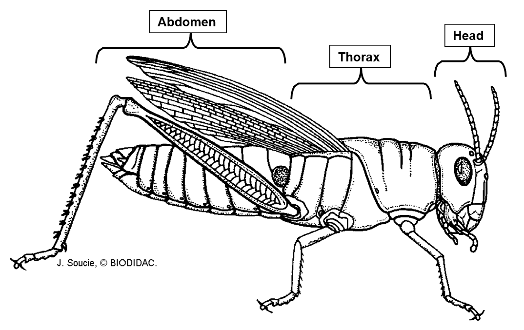 Introduction to Entomology – FSTY 307 – Disturbance Ecology & Forest Health