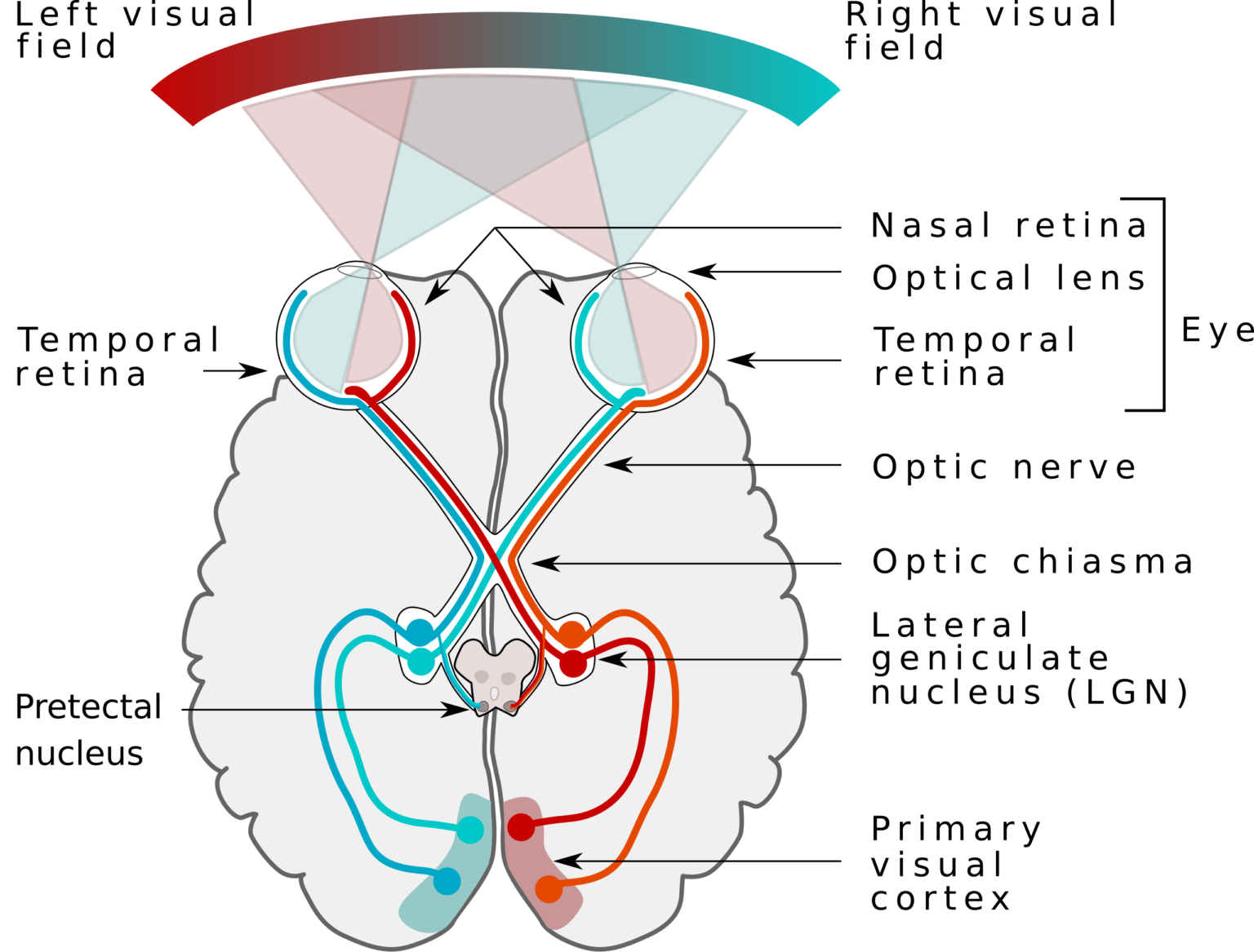 From the Eye to the Brain – Psycho-educational Assessments of Blind and ...
